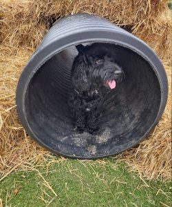 Field Information - Cranford Dog Walking Park